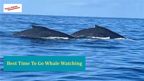 Ppt What Can You Expect On A Kona Whale Watching Tour Powerpoint