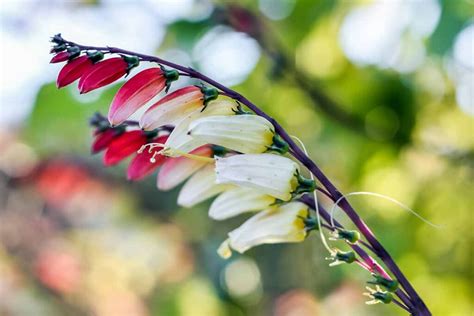 How To Grow And Care For Passionflowers Gardeners Path