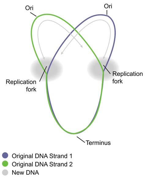 DNA Replication In Prokaryotes Mt Hood Community College Biology 102