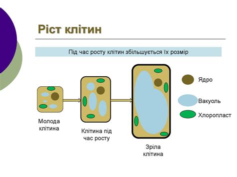 Ріст і розмноження клітин 6 клас презентация онлайн