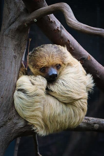 40000 Kostenlose Süßes Faultier Und Faultier Bilder Pixabay