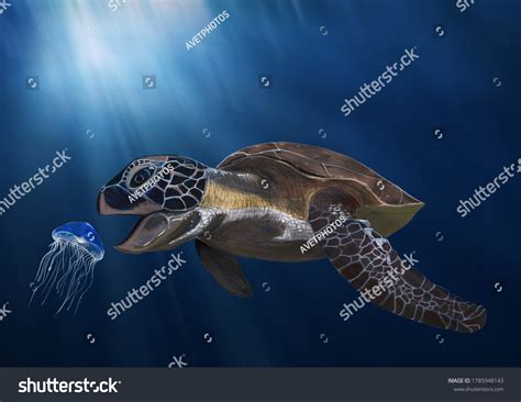 Sea Turtle Eating Jellyfish Painted Watercolor Stock Illustration