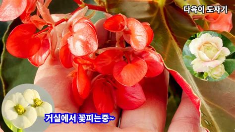 공기정화식물 거실에서 꽃피는중인 목베고니아 아시난데스 꽃기린 퀸로즈 해피블루 게발선인장 피쉬본 리사호야 화초고추 샤프란 벤자민 천사의눈물 고무나무등