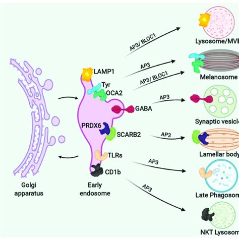 Model For Biogenesis Of Mammalian Lros In Different Cell Types Shown