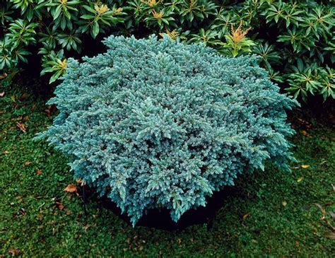 Blue Star Juniper