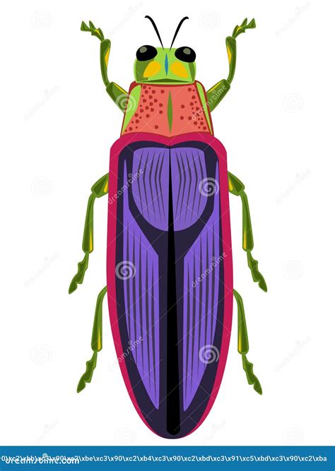 Chrysochroa Fulminans Firefly Cockroach Vector Illustration Stock