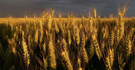 El Sube Y Baja De Los Granos Recortan En Un Millón De Toneladas La Producción De Trigo Y Cebada