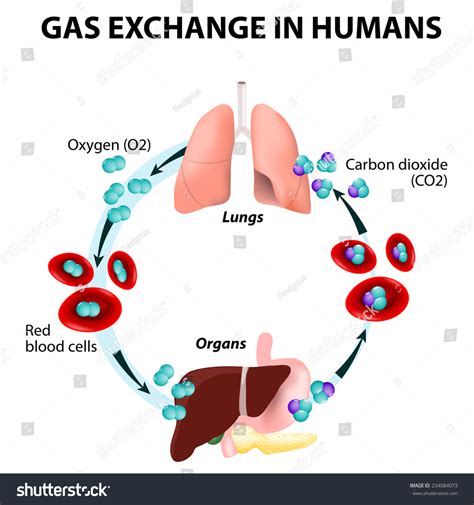 Oxygen And Carbon Dioxide Transport