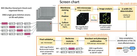 Protocol Summary Of The Screening Process Screening Of The B Subtilis