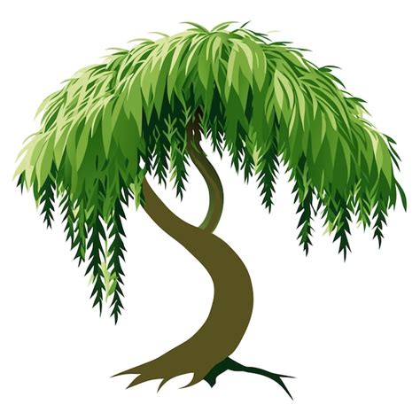 Premium Vector Willow Tree Vector Graphic In Flat Design Concept On White