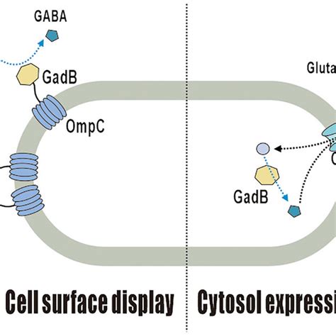 Pdf Whole Cell Display Of Pyrococcus Horikoshii Glutamate Decarboxylase In Escherichia Coli