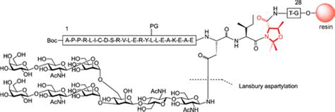 Convergent Solid‐phase Synthesis Of N‐glycopeptides Facilitated By Pseudoprolines At Consensus