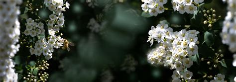 나선형 관목의 흰 꽃의 사진 나선형 또는 메도우 달콤한 꽃 흰 꽃과 가지 근접 나선형 꽃 장식 부시 리 이브의 나선형의 봄 개화 꽃 배경입니다 0명에 대한 스톡 사진 및