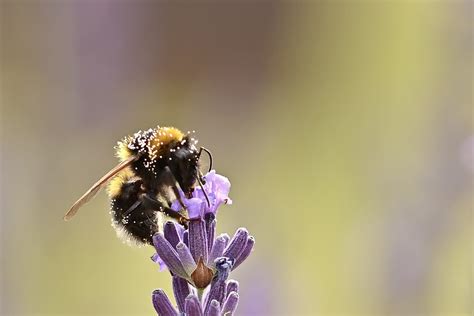 Bumblebee Lavender Pollination Free Photo On Pixabay Pixabay
