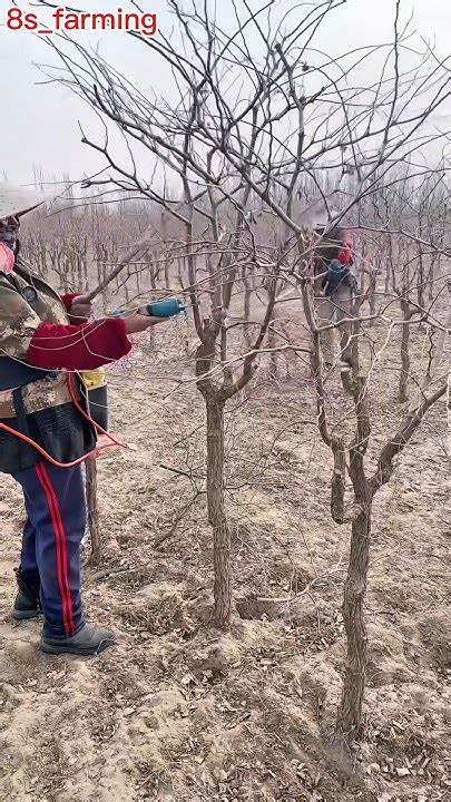 Jujube Tree Pruning Technique That Boosts Yield Satisfying Pruning
