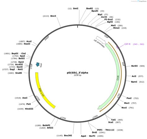 Addgene Pdgib5alpha