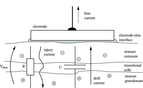 The Body Generates A Negative Voltage Between The Inner And Outer Download Scientific