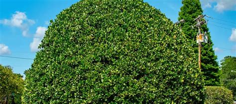 Expert Tree And Shrub Trimming Services In Dawsonville GA