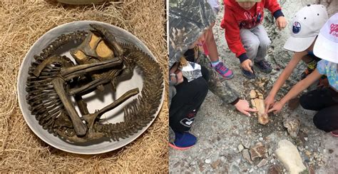 There Is A Dinosaur Nesting Site In Alberta And You Can See It For