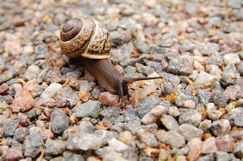 5 Types Of Molluscs Examples And Pictures Wildlife Informer