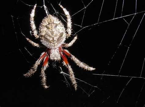 Garden Orb Weaving Spider Eriphora Spp Ausemade