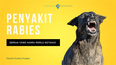 Penyakit Rabies Semua Yang Kamu Perlu Ketahui Vaxcorp Indonesia