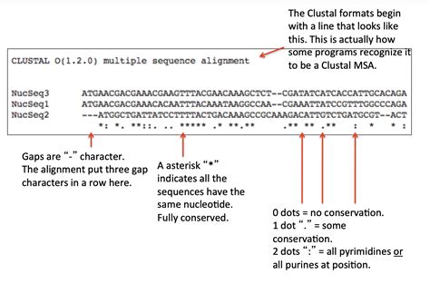 Multiple Protein Sequence Alignment That Shows Dots For Identities