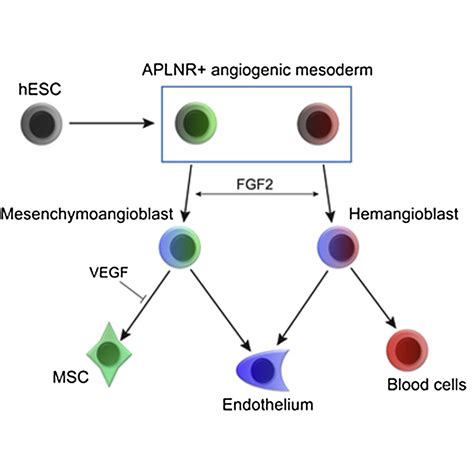 A Mesoderm Derived Precursor For Mesenchymal Stem And Endothelial Cells Cell Stem Cell