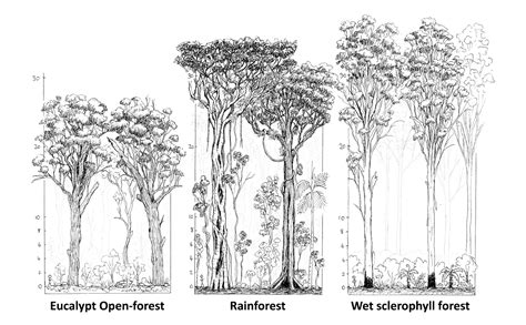 Australian Forests And Where To Find Them Paperbark Writer