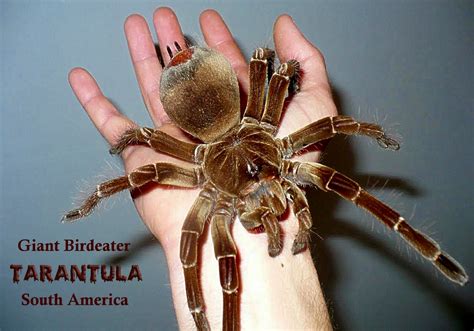 South American Spiders