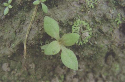 陌上菜 甘孜州农田杂草 图片