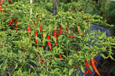 Premium Photo Red Chili Peppers Growing On A Bush In A Vegetable