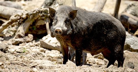 日 멧돼지 고기 소비량 1년새 24 ↑