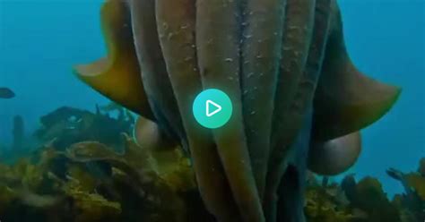 Cuttlefish Have A Unique Internal Shell The Cuttlebone Which Is Used