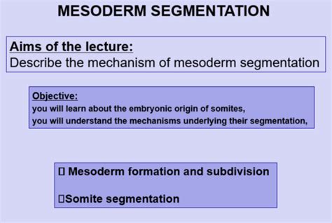 Lecture 12 Mesoderm Segmentation Dr Borycki Flashcards Quizlet