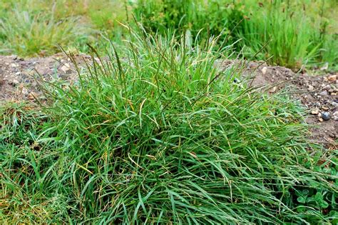 9 Weeds That Look Like Grass With Pictures Geartrench