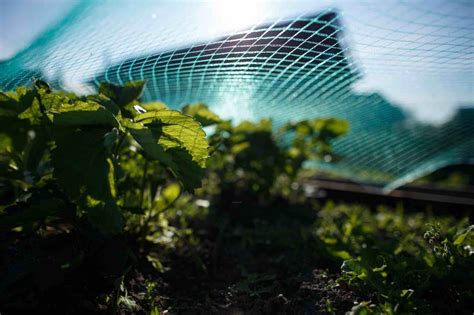 DIY Key Clamp Frames A Creative Approach To Netting Fruit Bushes Growing Family