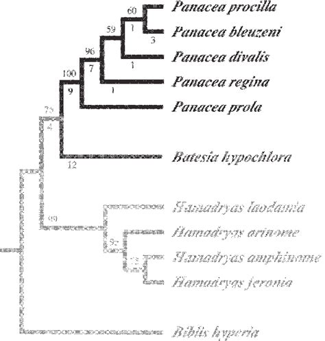 Single Most Parsimonious Tree Obtained From The Analysis Of 53 Download Scientific Diagram