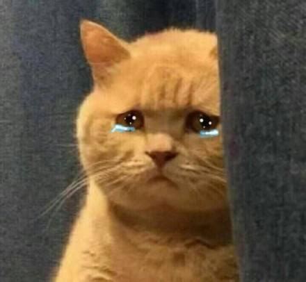 猫咪犯错了我们应该怎么做 知乎