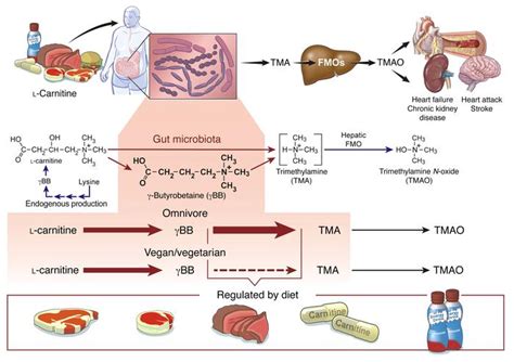 Jci L Carnitine In Omnivorous Diets Induces An Atherogenic Gut