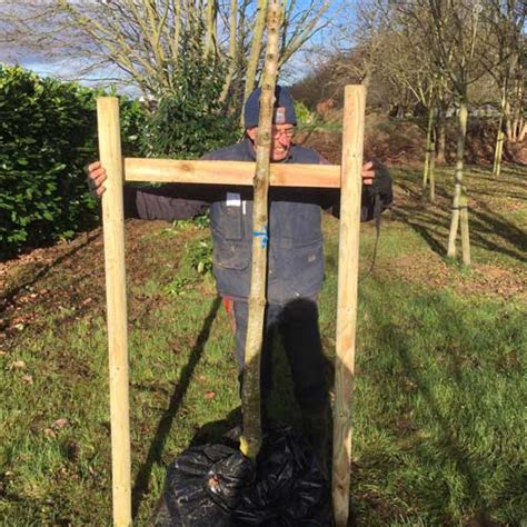 Tree Staking 2 Green Mile Trees Green Mile Trees