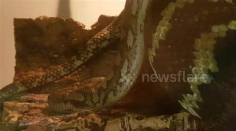 Carpet Python Snake Had A Muscular Body And Is A Strong Powerful Animal