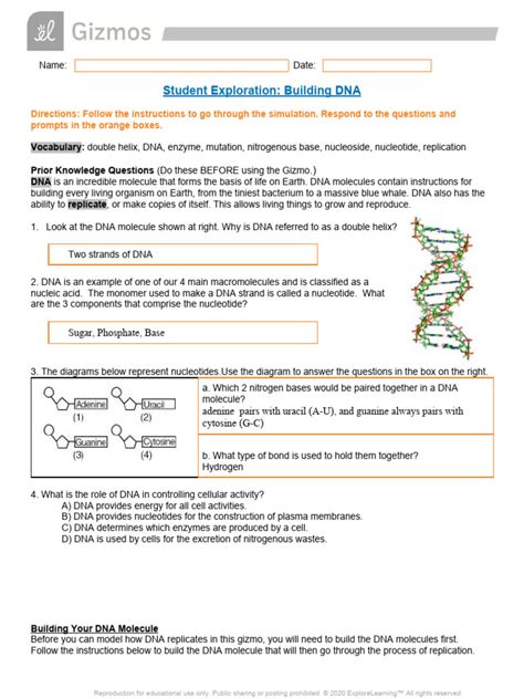 D1 El Building Dna Download Free Pdf Dna Nucleotides