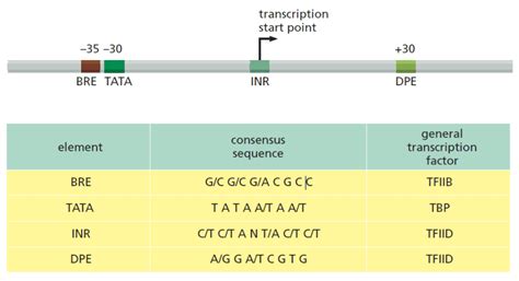 Transkripsi Dna Sintesis And Modifikasi Rna Biokimia Kedokteran Caiherang