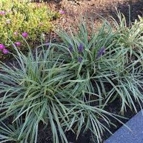 Aztec Grass Liriope Etsy
