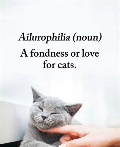 20 Cat Quotes That Will Melt Your Heart Artofit