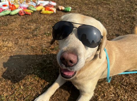 記者 梅花新聞網 陳素貞 綜合報導 脾氣好又可愛的工作強者 呆萌「拉拉」有專業的超能力 ｜ 梅花新聞網