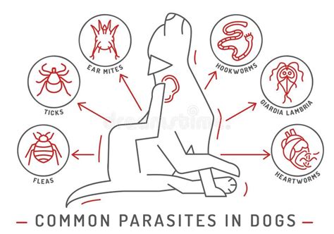 Common External And Internal Parasites In Dogs Stock Illustration