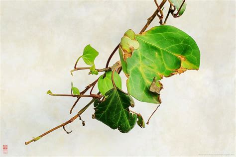 植物画風 GANREF