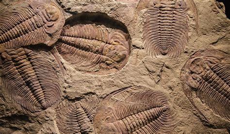 How Are Fossils Formed WorldAtlas Com